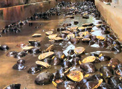 Turtle and Tortoise Links