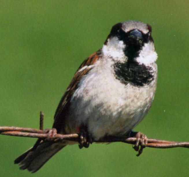 The BIOLOGY of House SparrowS